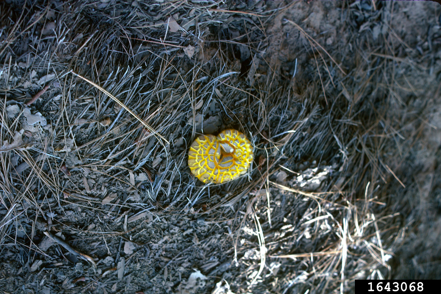 Boletus mushroom (Genus Boletus Fr.)