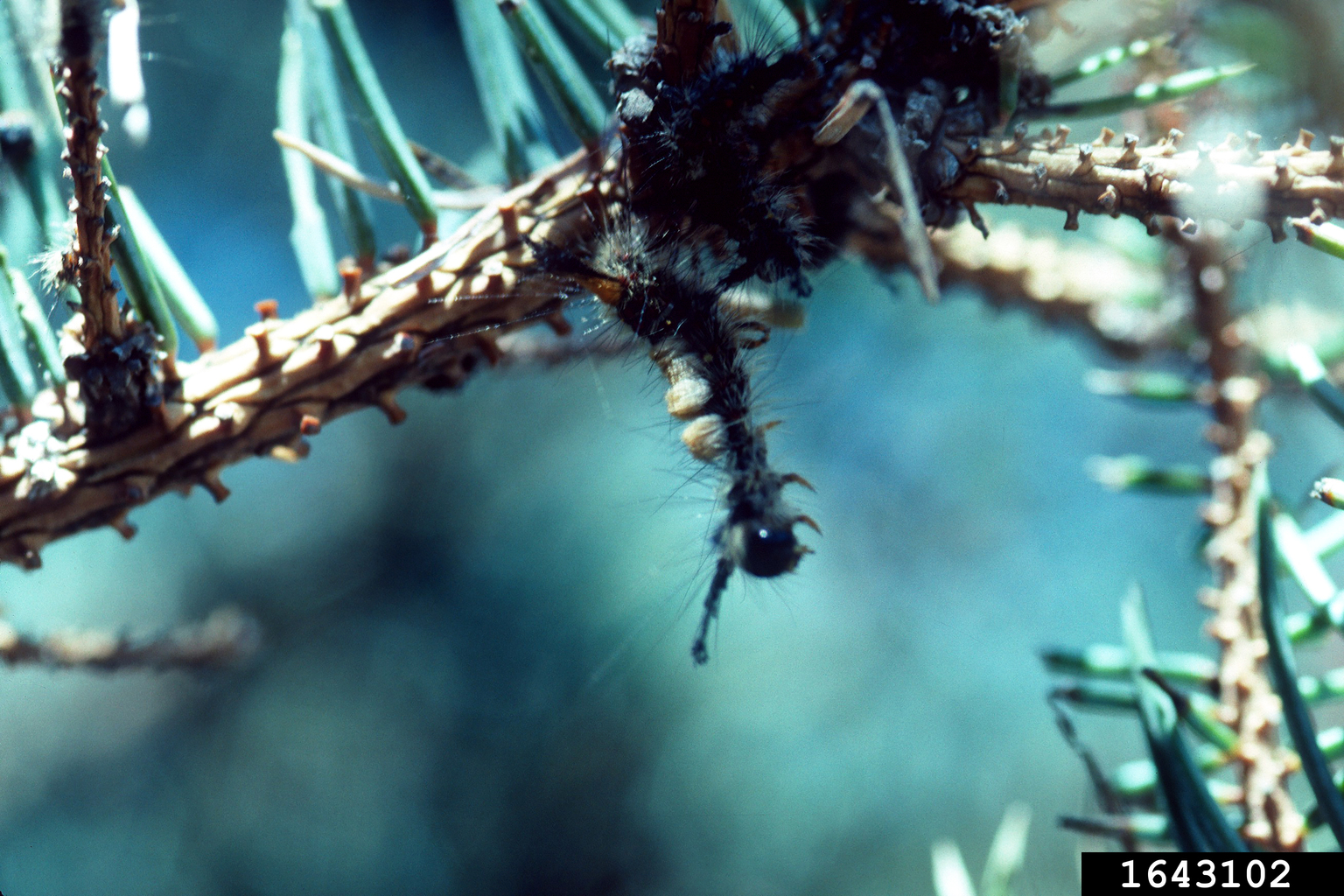 Douglas-fir tussock moth (Orgyia pseudotsugata)