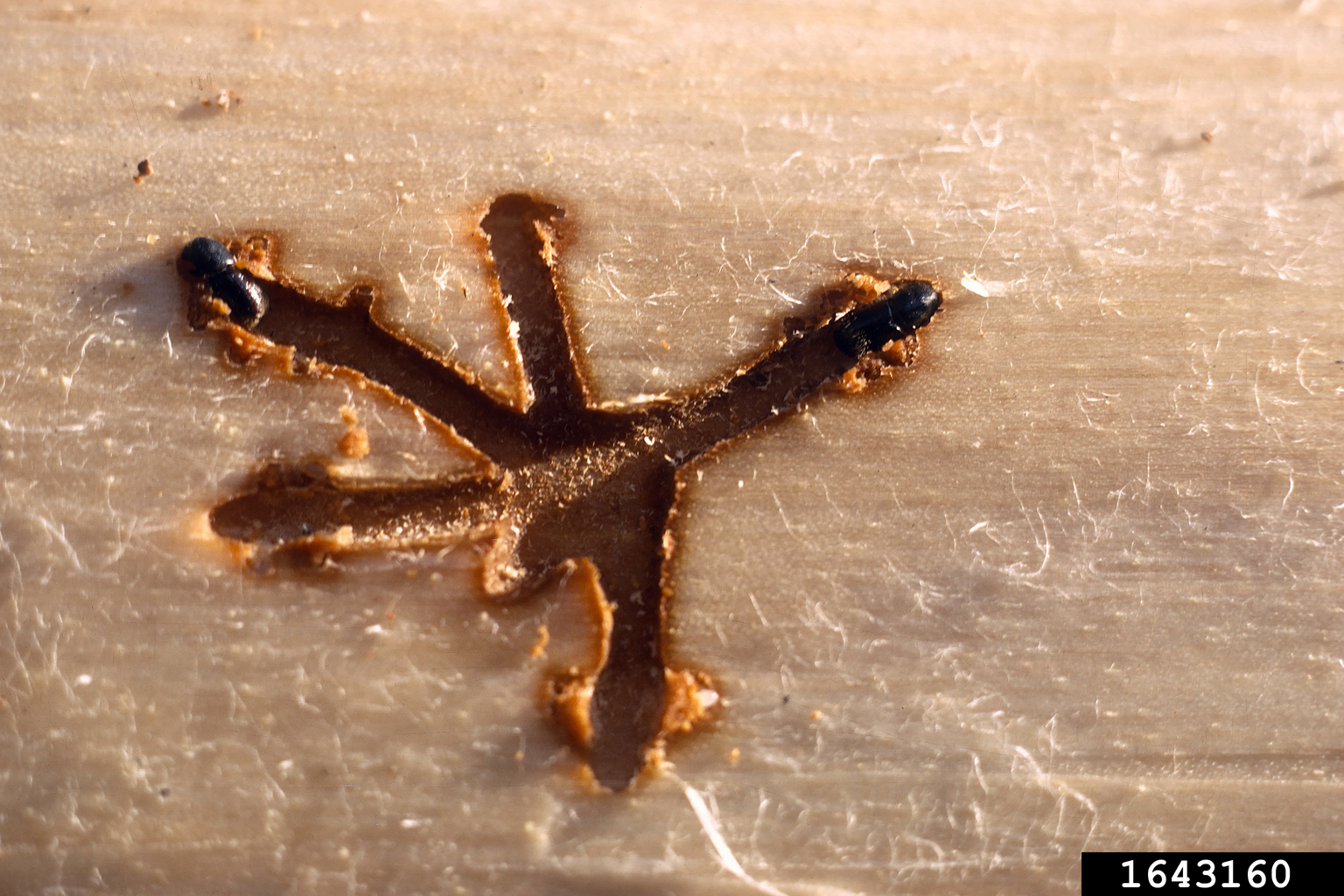pine engraver (Ips pini ) on ponderosa pine (Pinus ponderosa ) - 1643160
