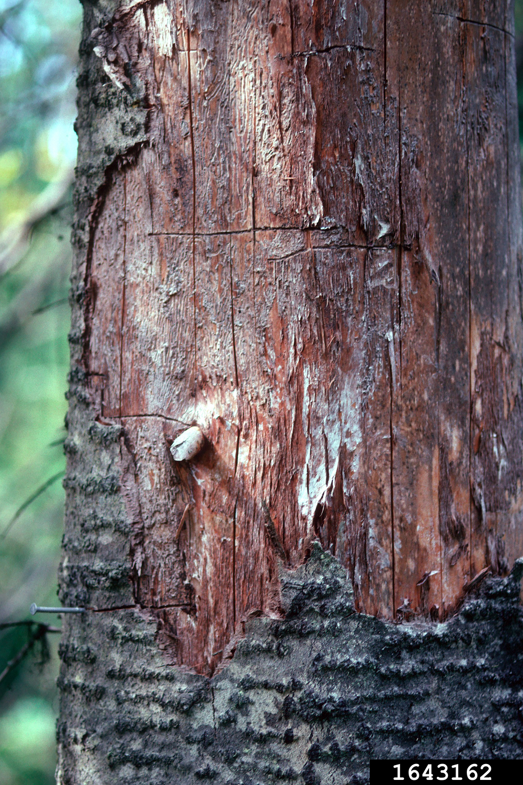 fir engraver (Scolytus ventralis)