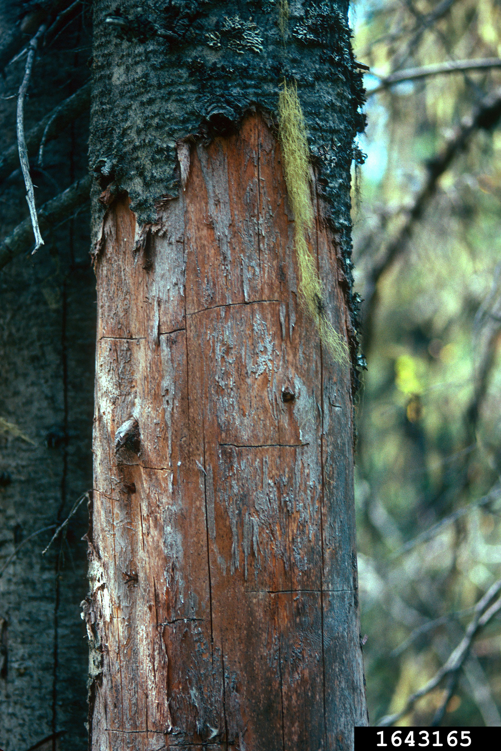 fir engraver (Scolytus ventralis)