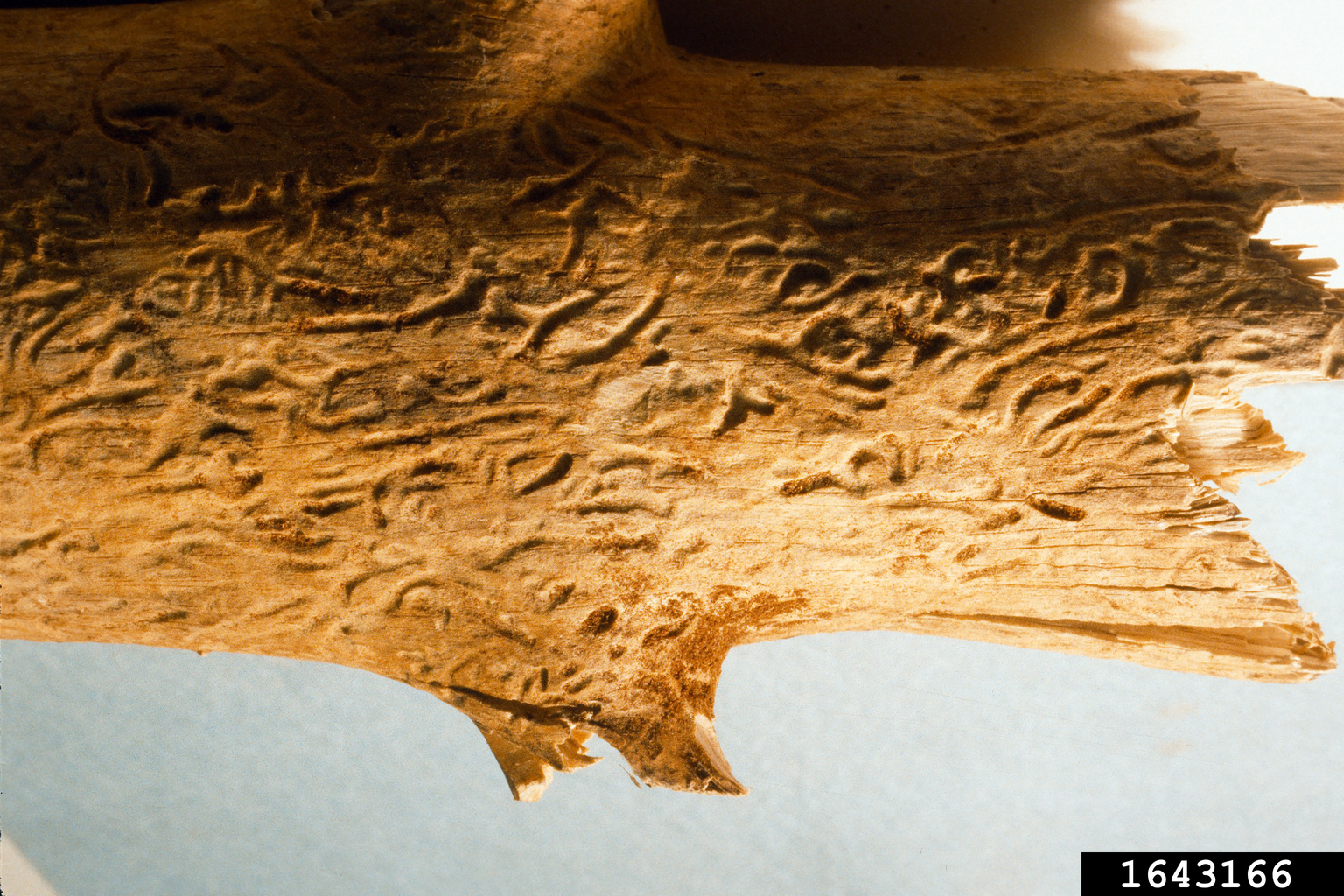 Ips engraver beetles (Genus Ips De Geer 1775)