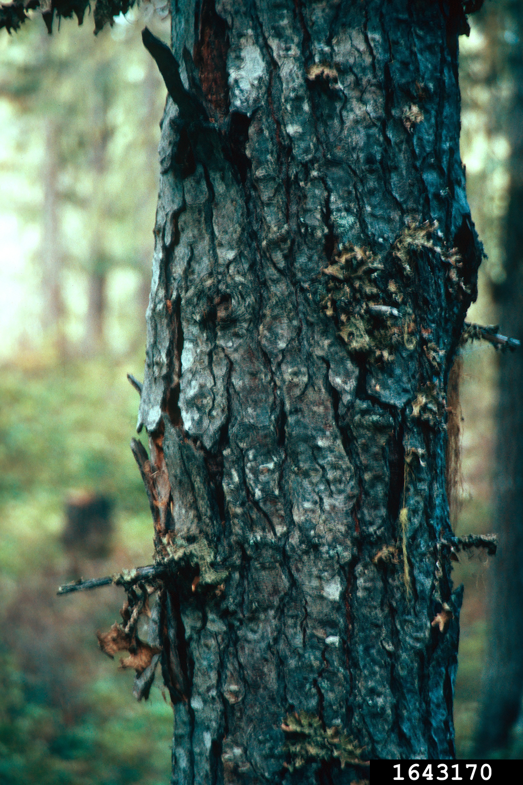 true fir bark beetles (Genus Scolytus)