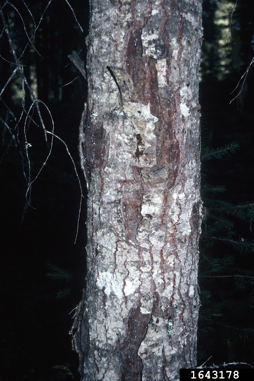 true fir bark beetles (Genus Scolytus)