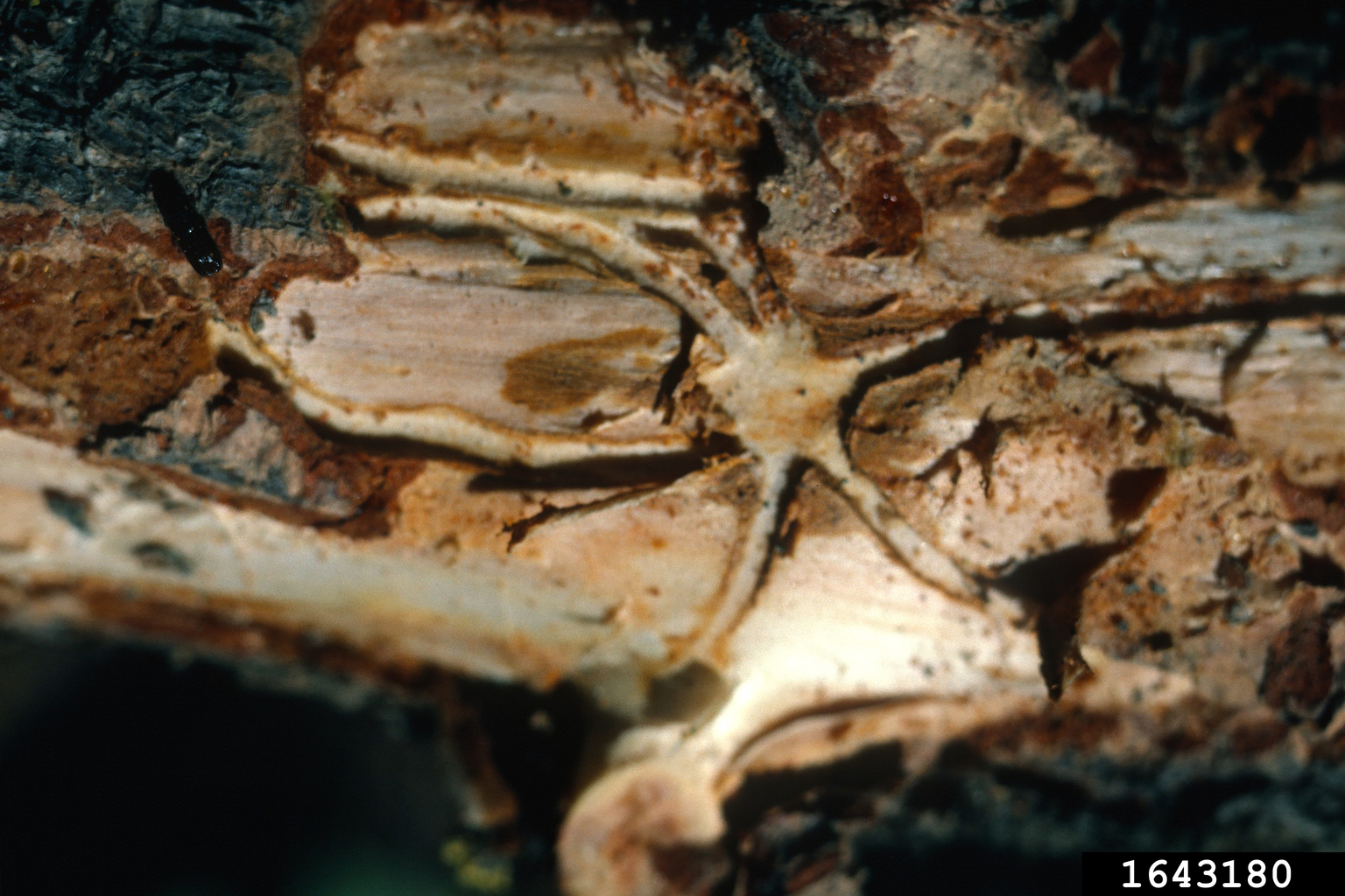 pine engraver (Ips pini (Say, 1826))