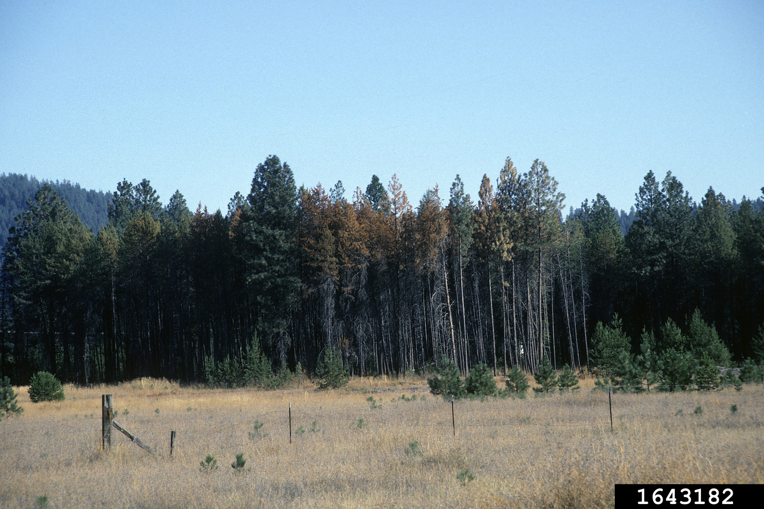Ips engraver beetles (Genus Ips)
