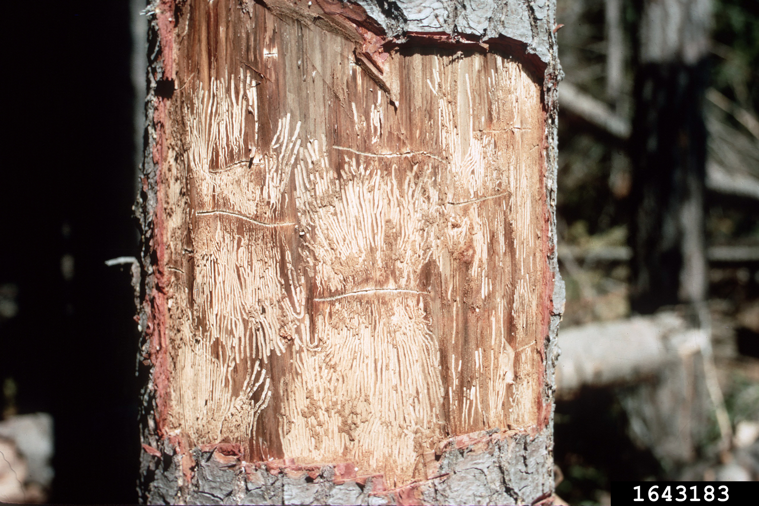 fir engraver (Scolytus ventralis LeConte, 1868)