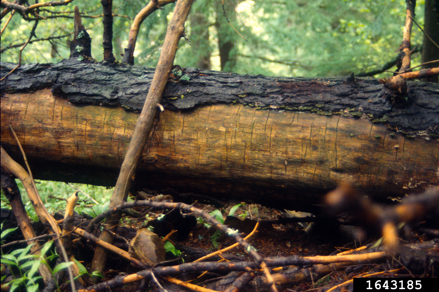 true fir bark beetles (Genus Scolytus Geoffrey, 1762)