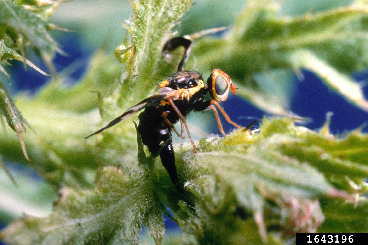 Canada thistle stem-gall fly (Urophora cardui (Linnaeus, 1758))
