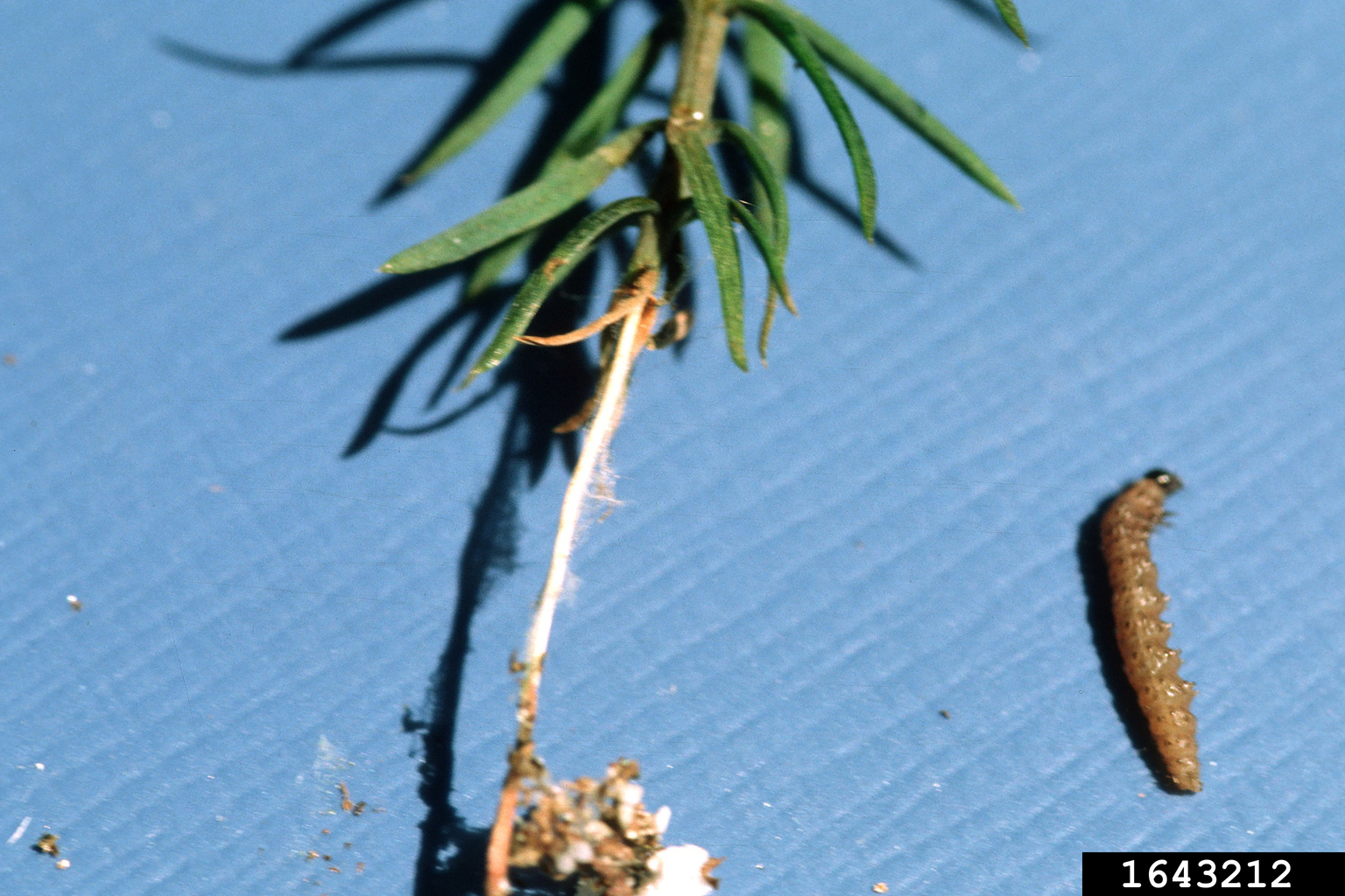 Chrysoteuchia topiarius (Zeller, 1866)