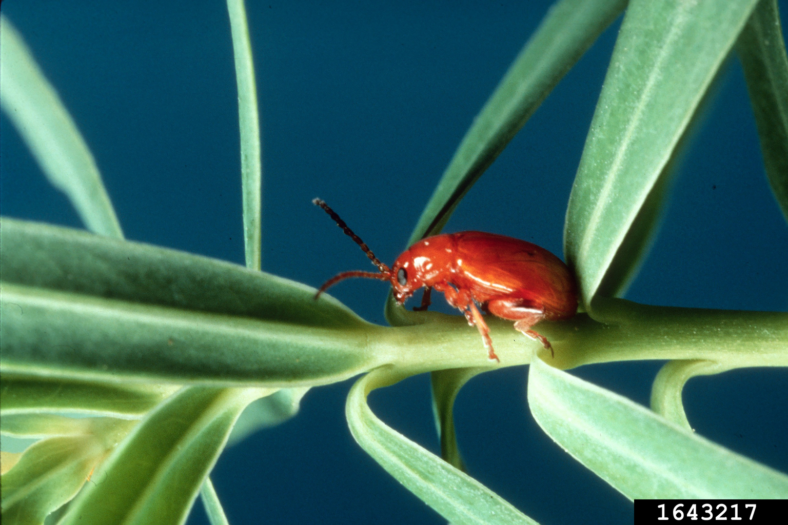 copper leafy spurge flea beetle (Aphthona flava Guillebeau, 1894)