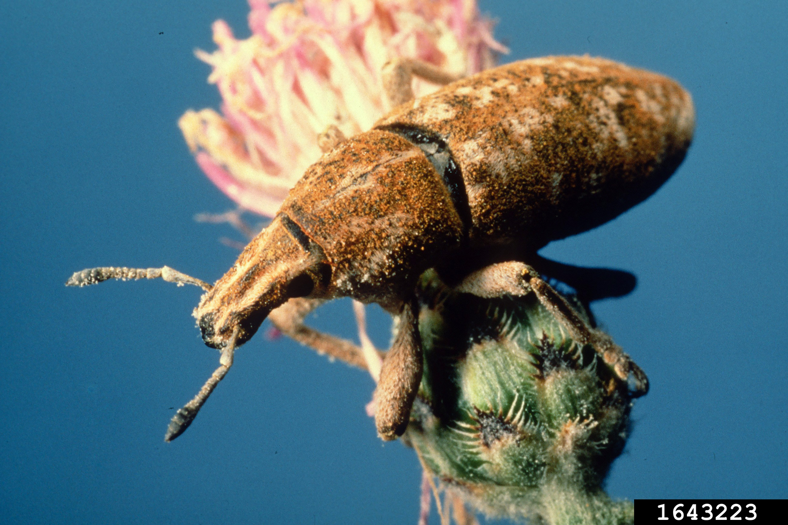 knapweed root weevil (Cyphocleonus achates)