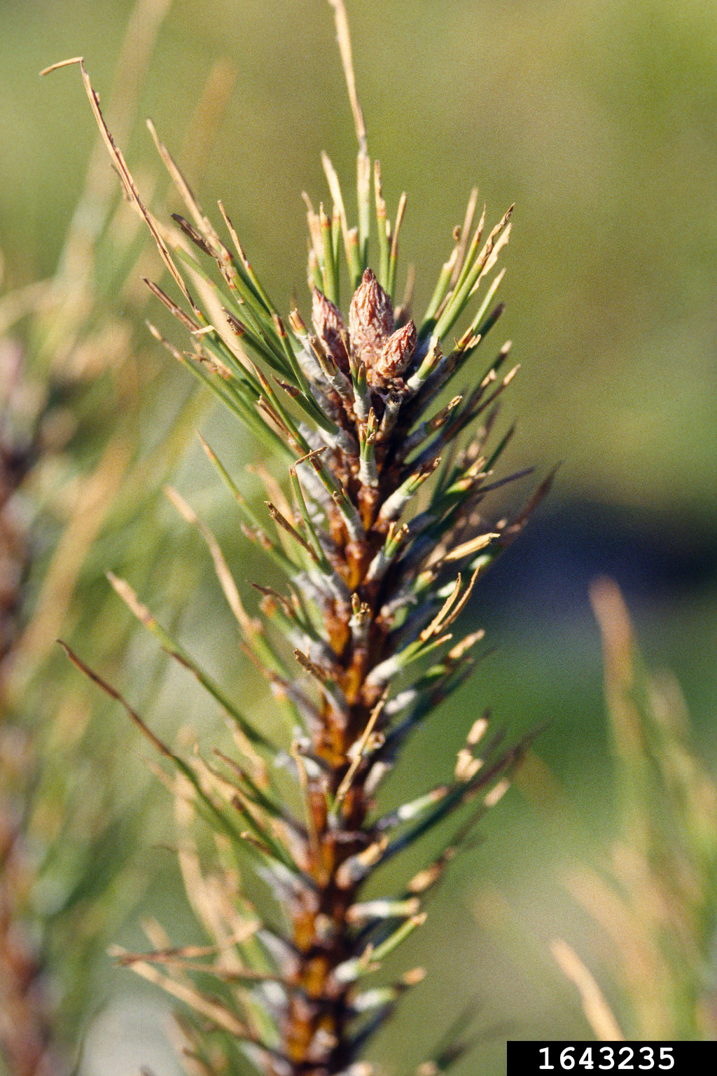 grasshoppers (Order Orthoptera)
