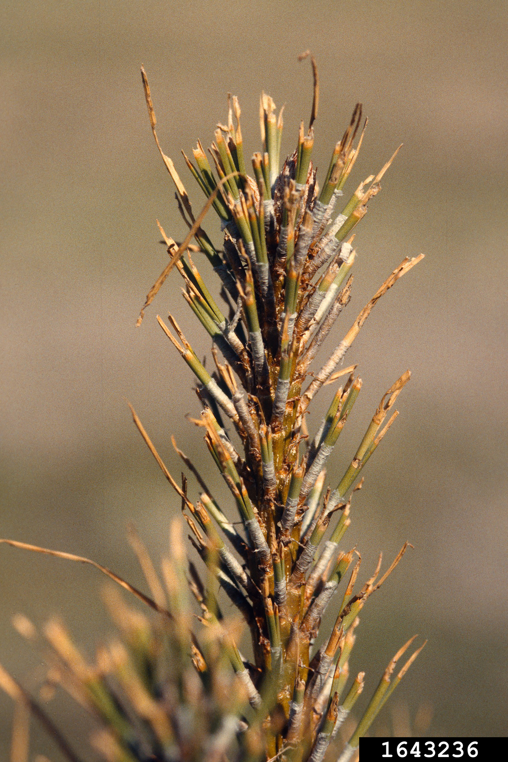 grasshoppers (Order Orthoptera)