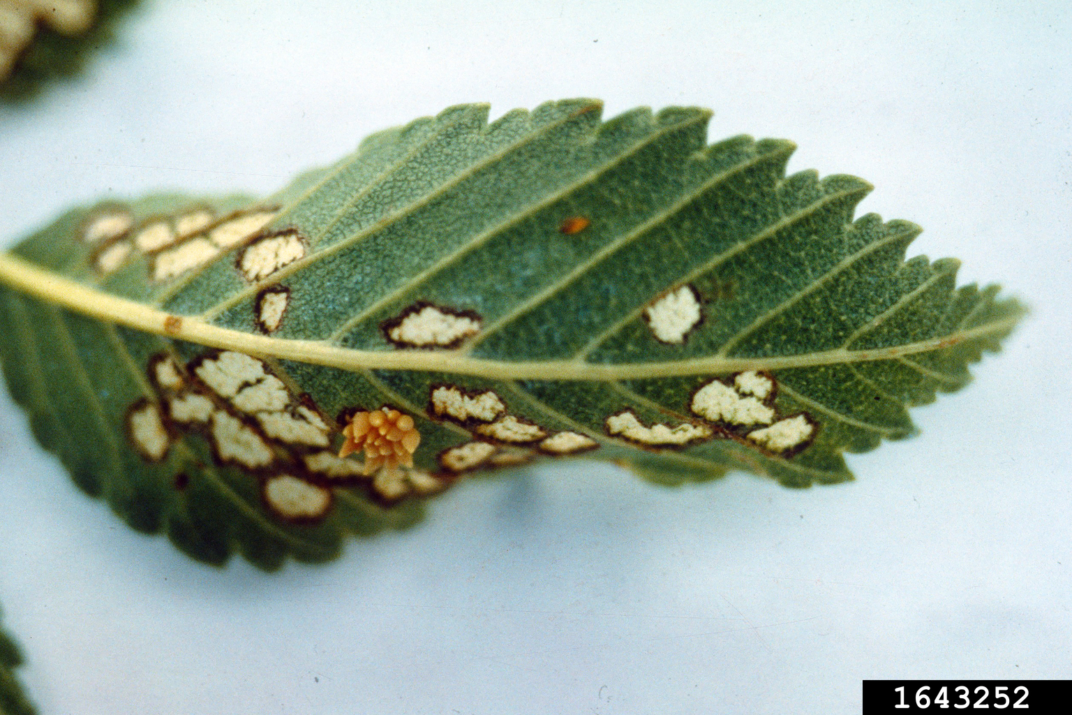 Elm Leaf Beetle Xanthogaleruca Luteola elm-leaf-beetle-xanthogaleruca-luteola