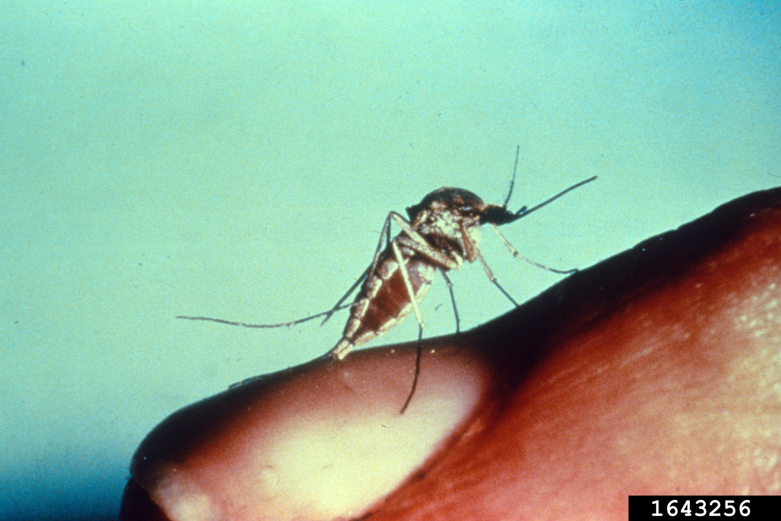 true flies, mosquitoes and gnats (Order Diptera Linnaeus, 1758)