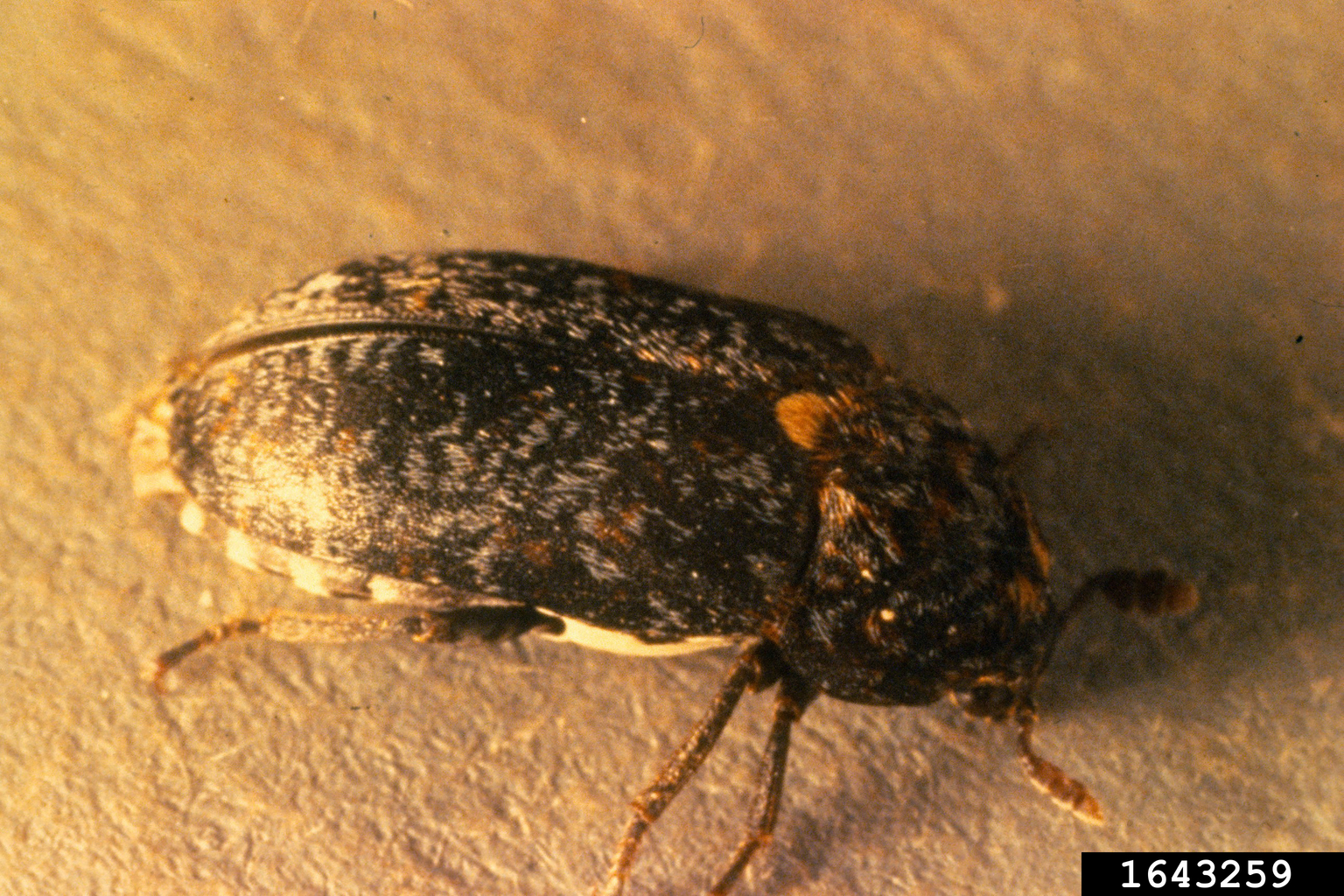 hide and tallow dermestid (Dermestes talpinus Mannerheim, 1843)