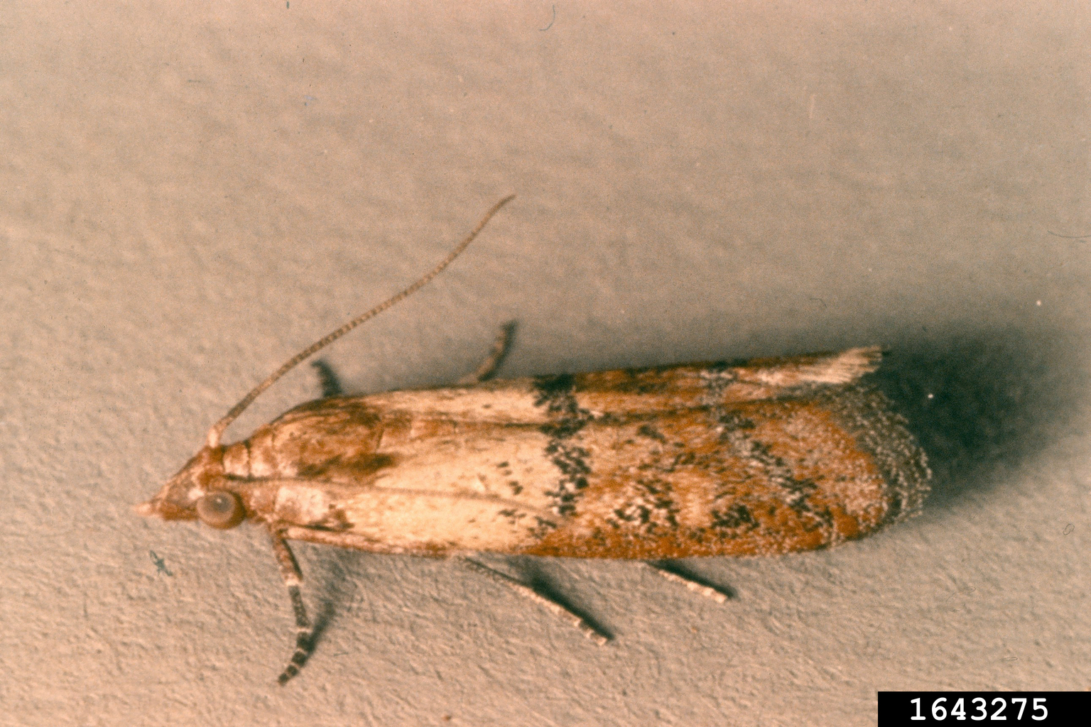 Indianmeal moth (Plodia interpunctella)