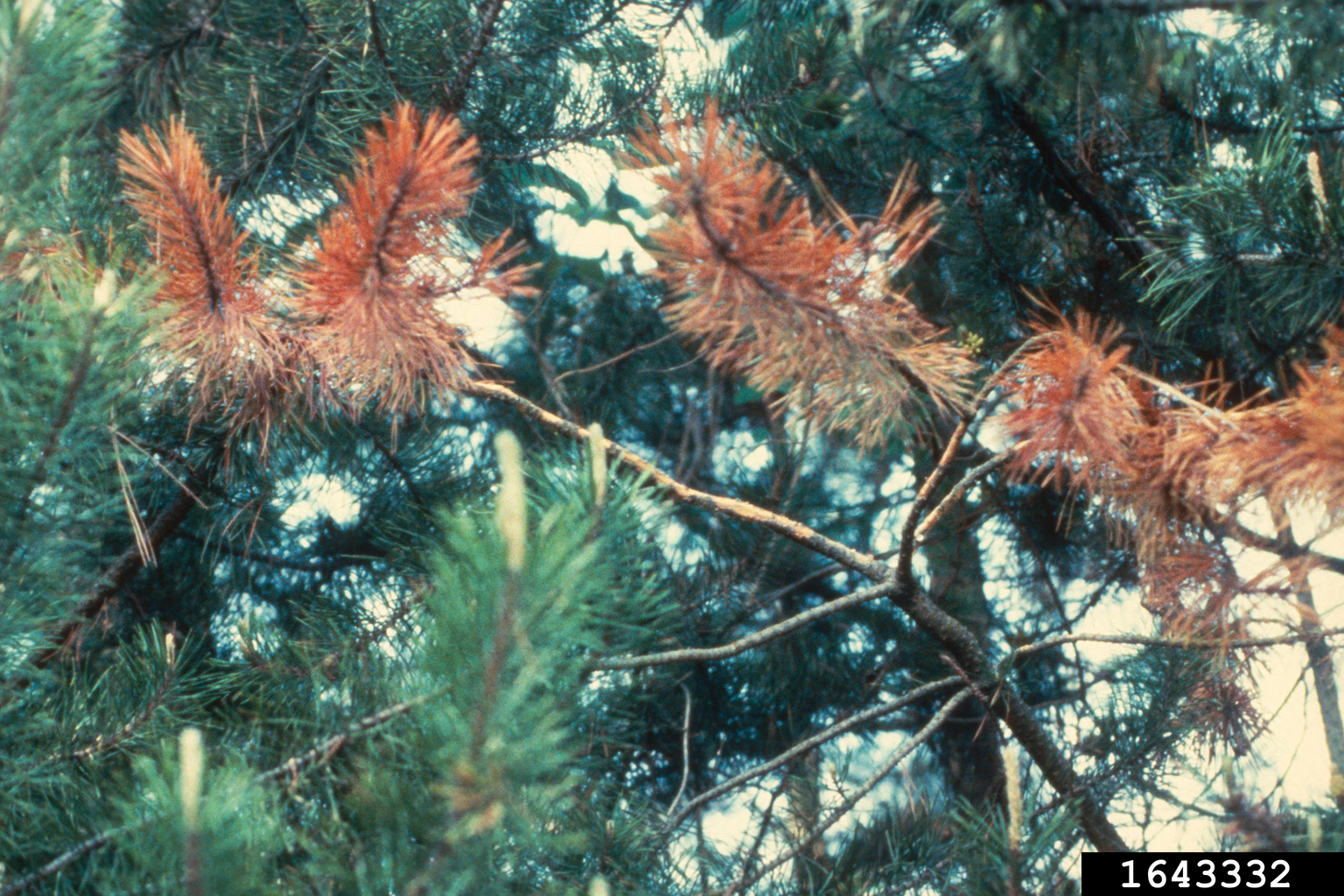 rodents (Order Rodentia)