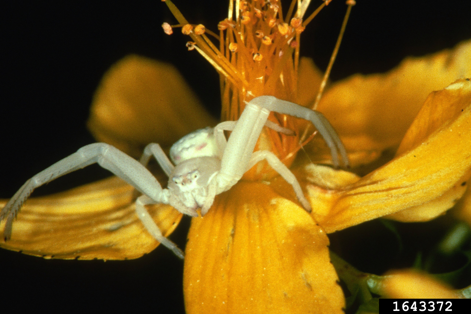 crab spiders (family Thomisidae) (Family Thomisidae)