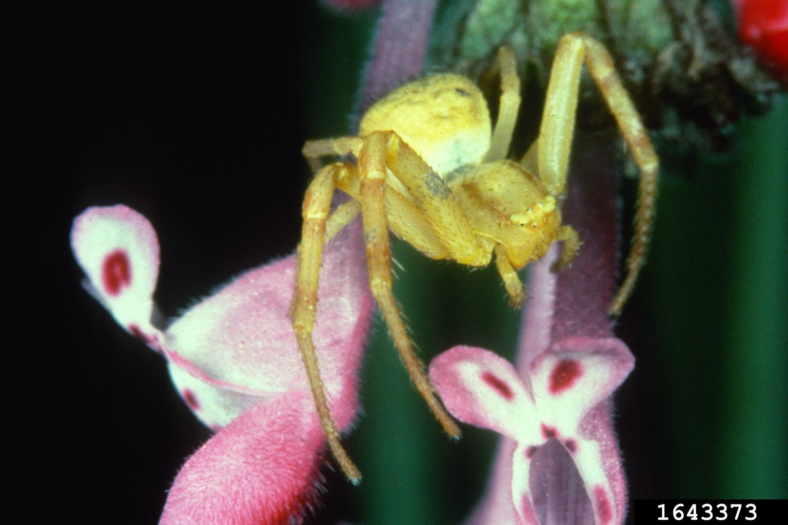 crab spiders (family Thomisidae) (Family Thomisidae)