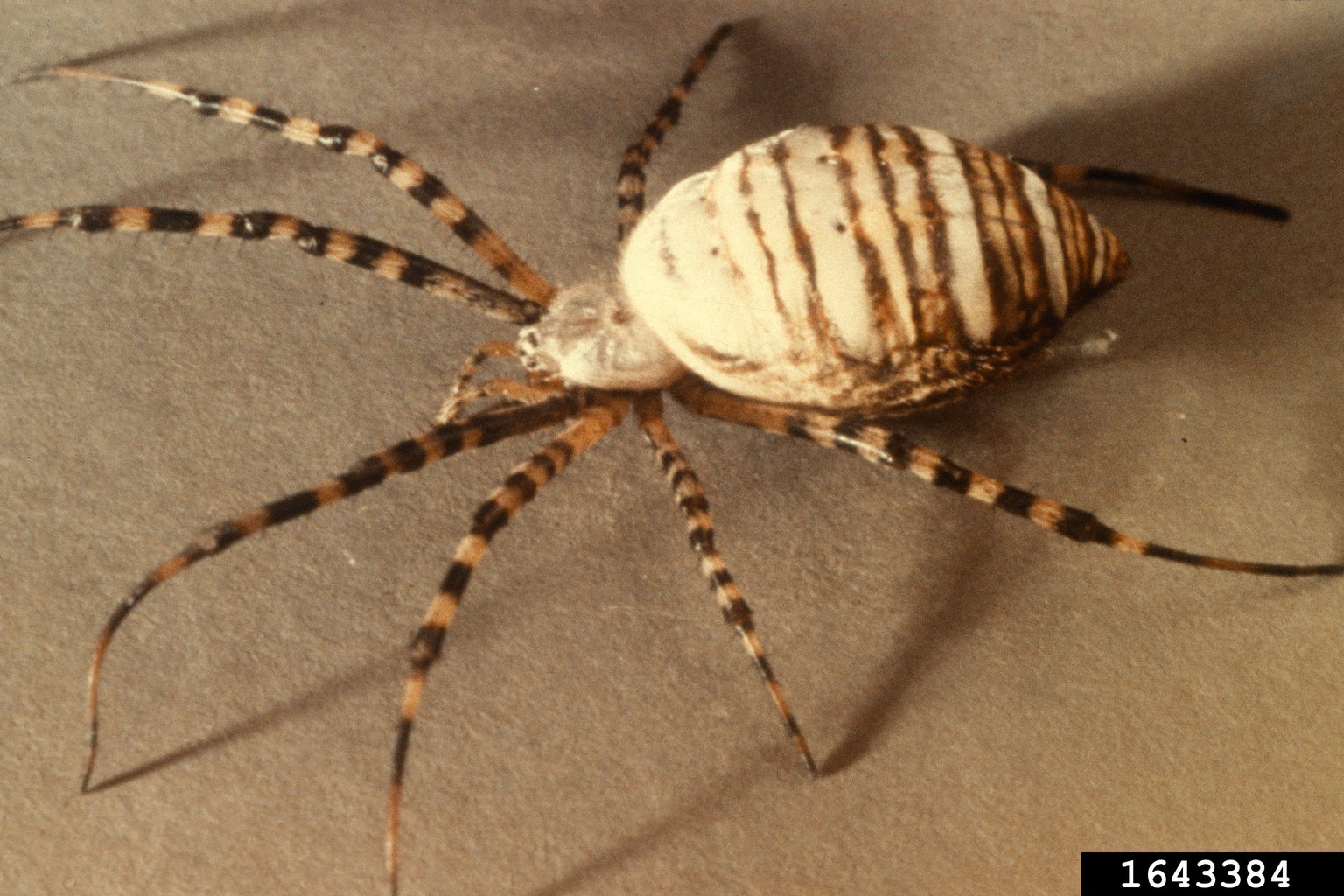 banded garden spider (Argiope trifasciata (Forskal))