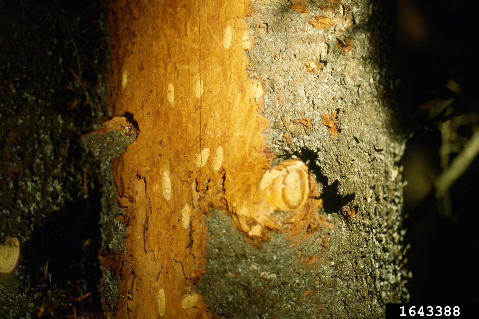 balsam woolly adelgid (Adelges piceae)