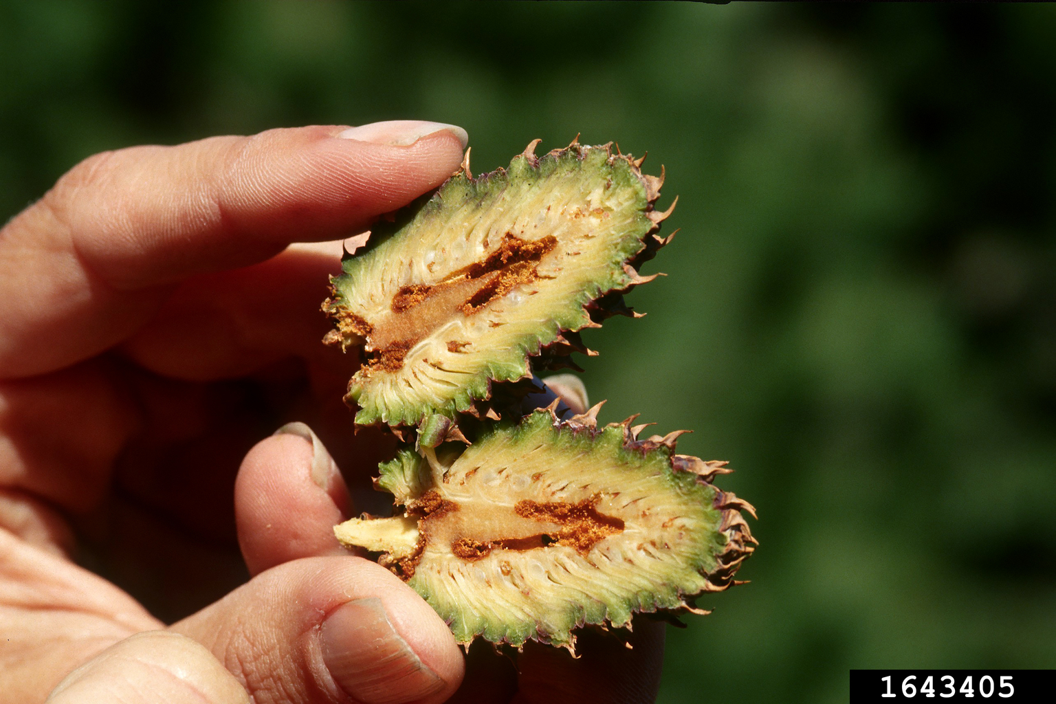 cone beetles (Genus Conophthorus Hopkins, 1915)