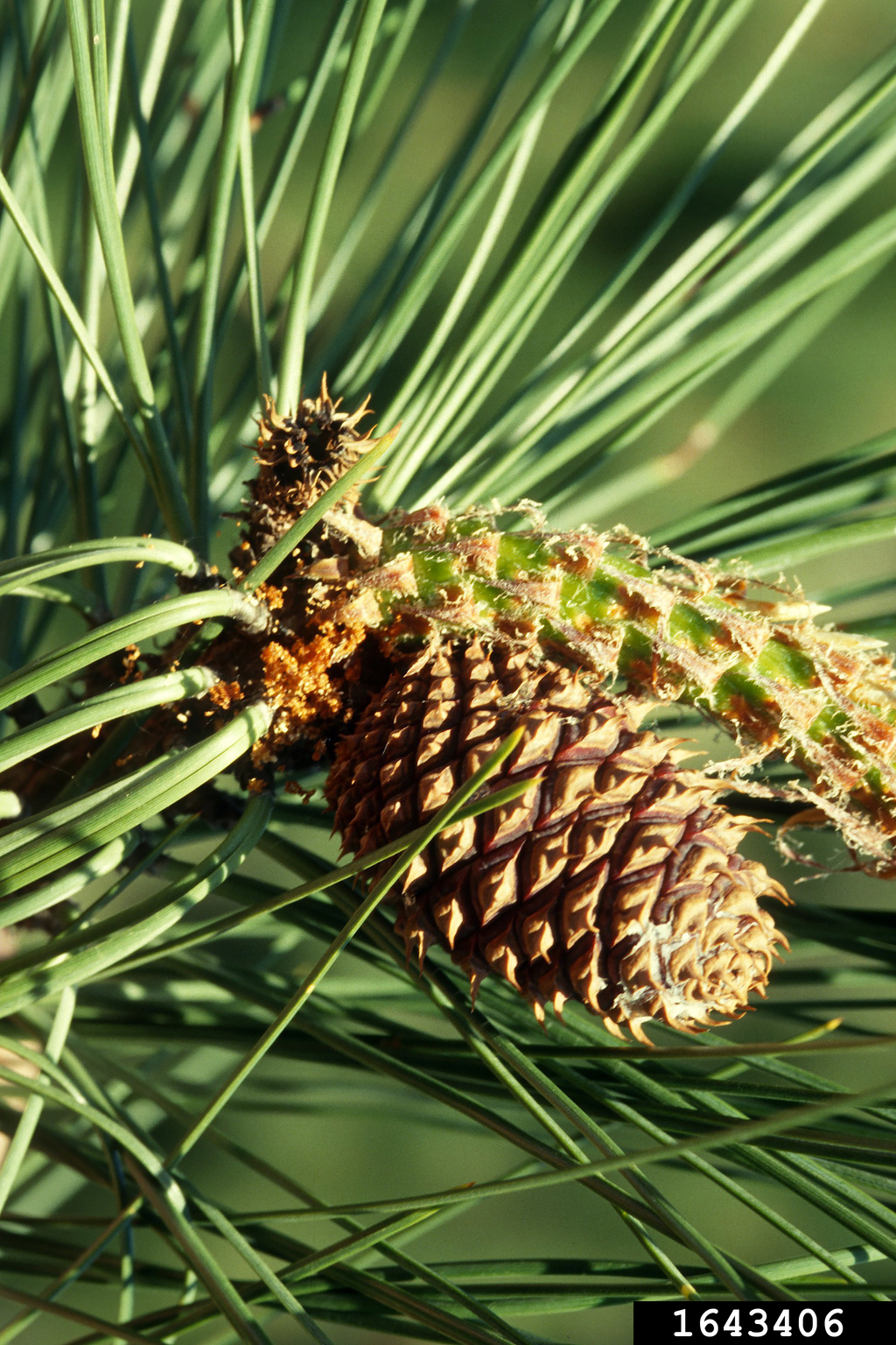 cone beetles (Genus Conophthorus Hopkins, 1915)