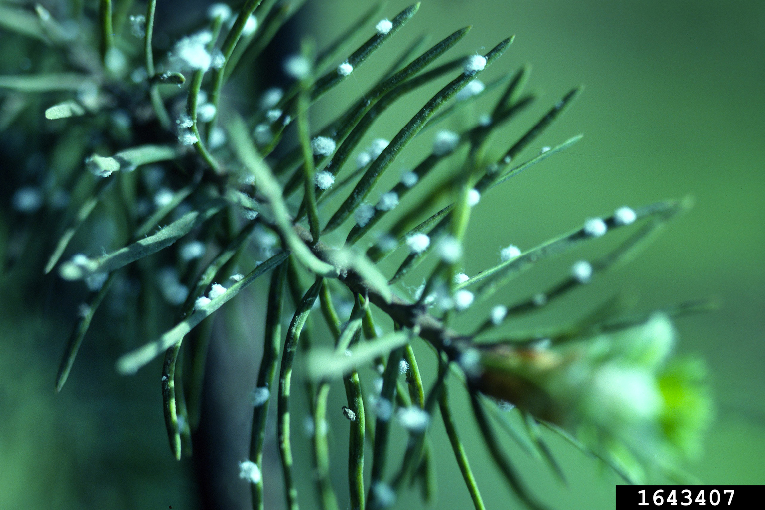 Cooley spruce gall adelgid (Adelges cooleyi (Gillette, 1907))