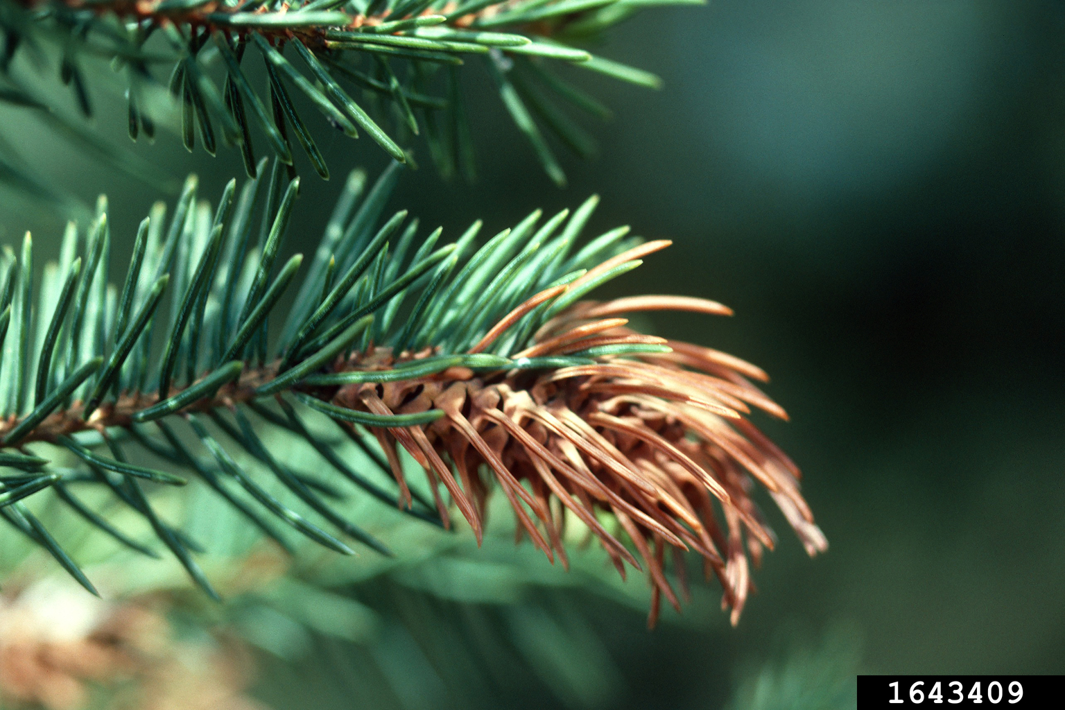 Cooley spruce gall adelgid (Adelges cooleyi (Gillette, 1907))