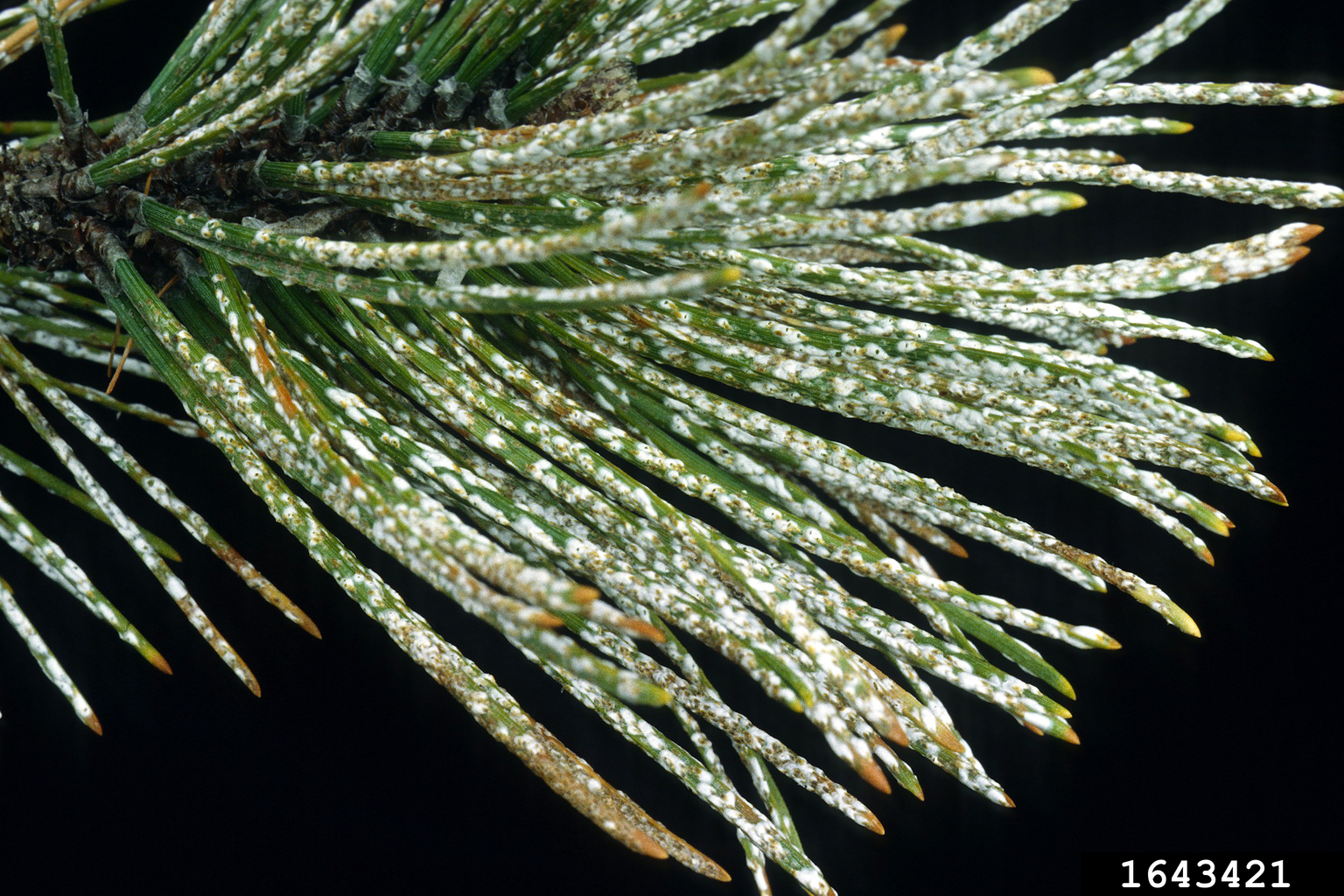 pine needle scale (Chionaspis pinifoliae)