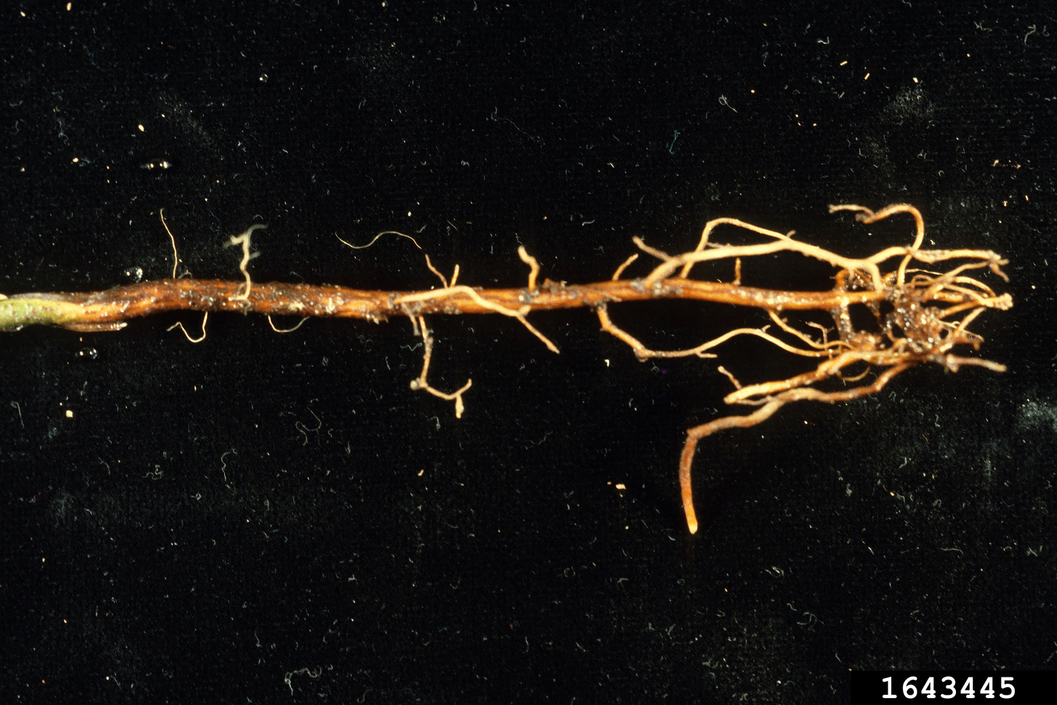 Pythium diseases (Genus Pythium Pringsh.)
