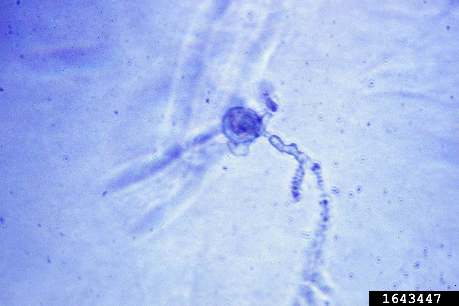 Pythium root and stem rot (Pythium ultimum)