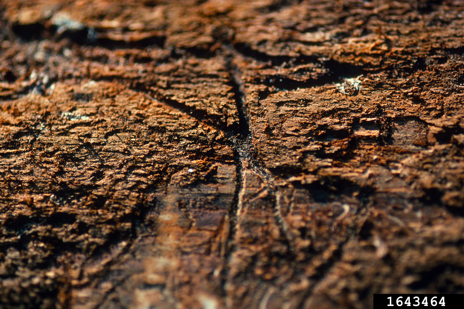 western balsam bark beetle (Dryocoetes confusus Swaine, 1912)