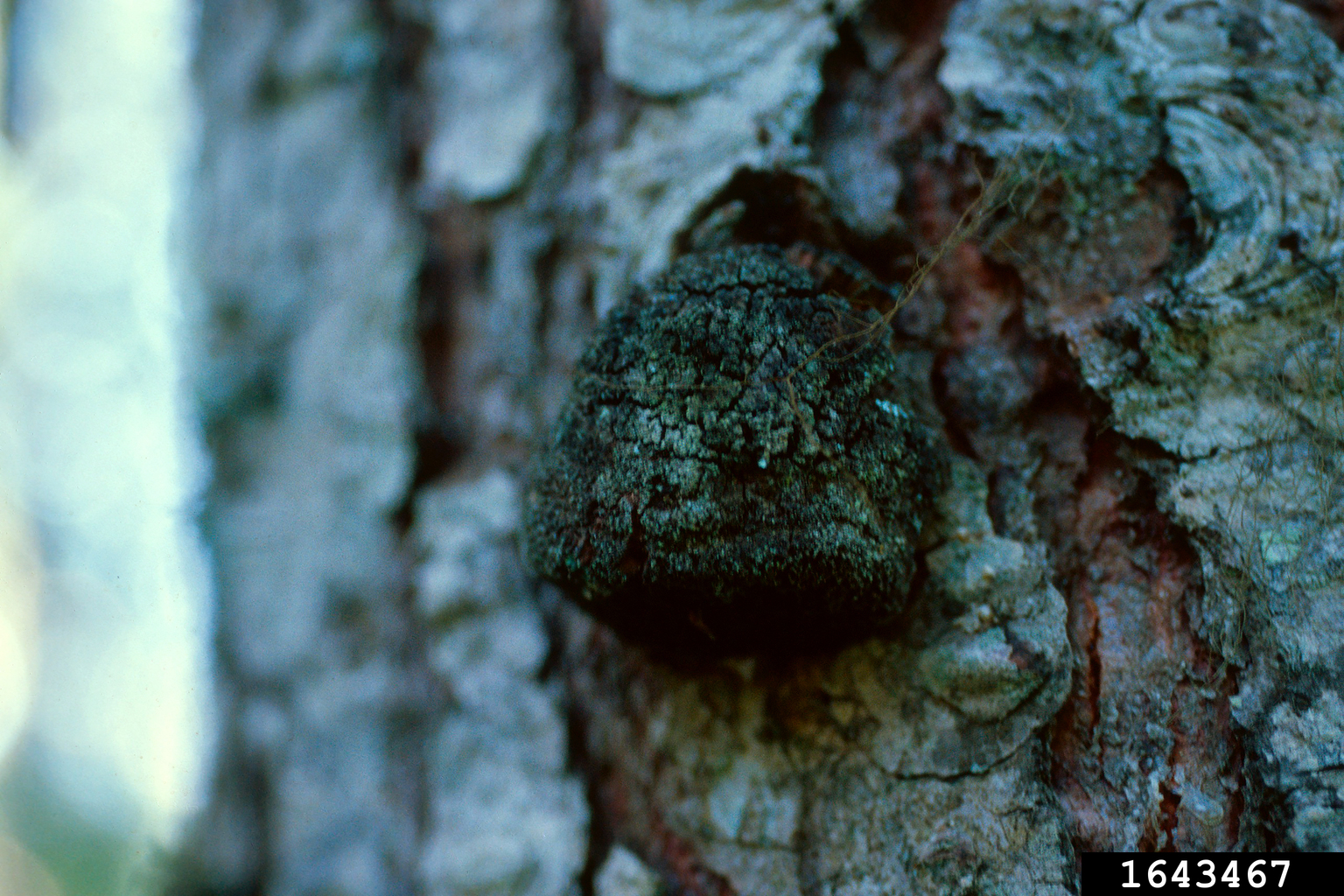 indian paint fungus (Echinodontium tinctorium)