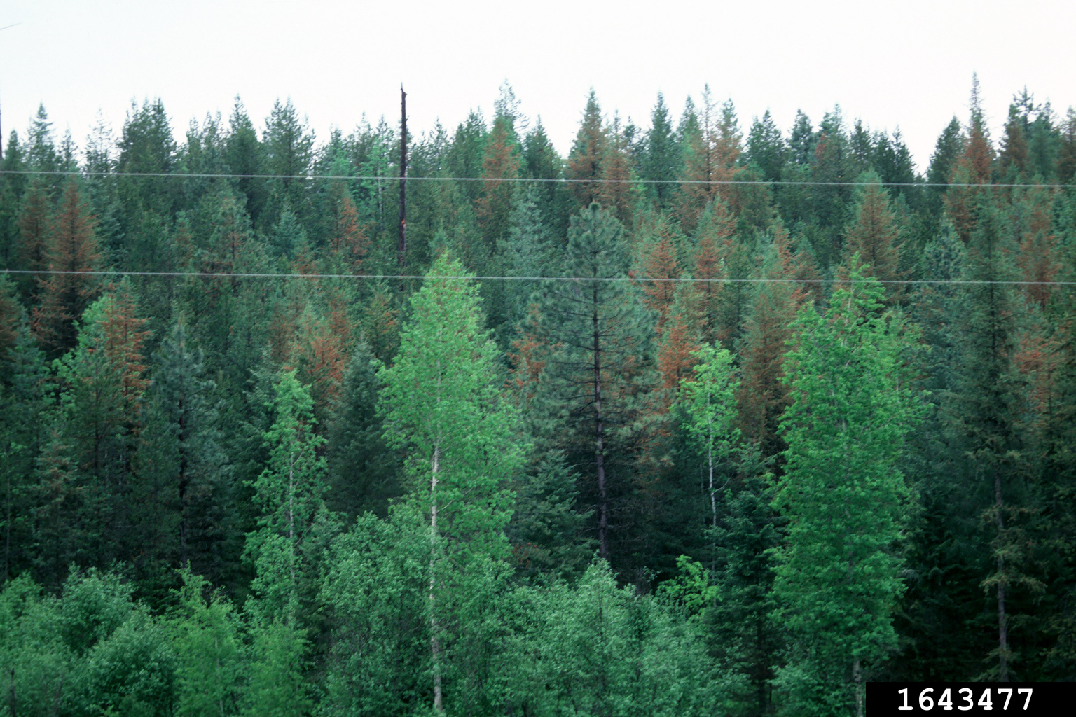 larch needle blight (Hypodermella laricis Tubeuf)
