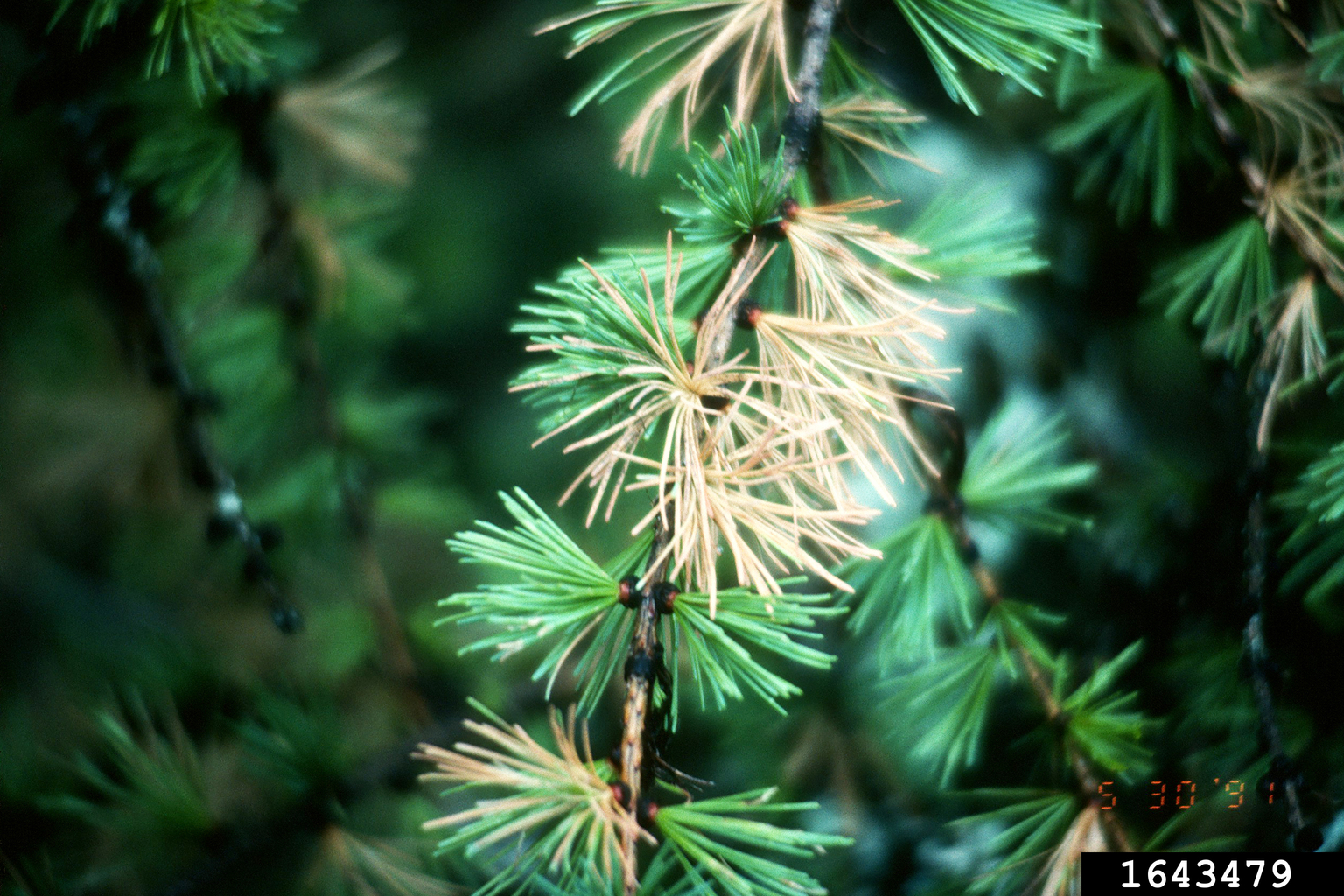 larch needle blight (Hypodermella laricis)