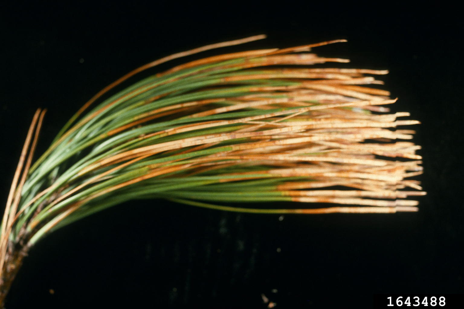 Dothistroma needle blight (Mycosphaerella pini)