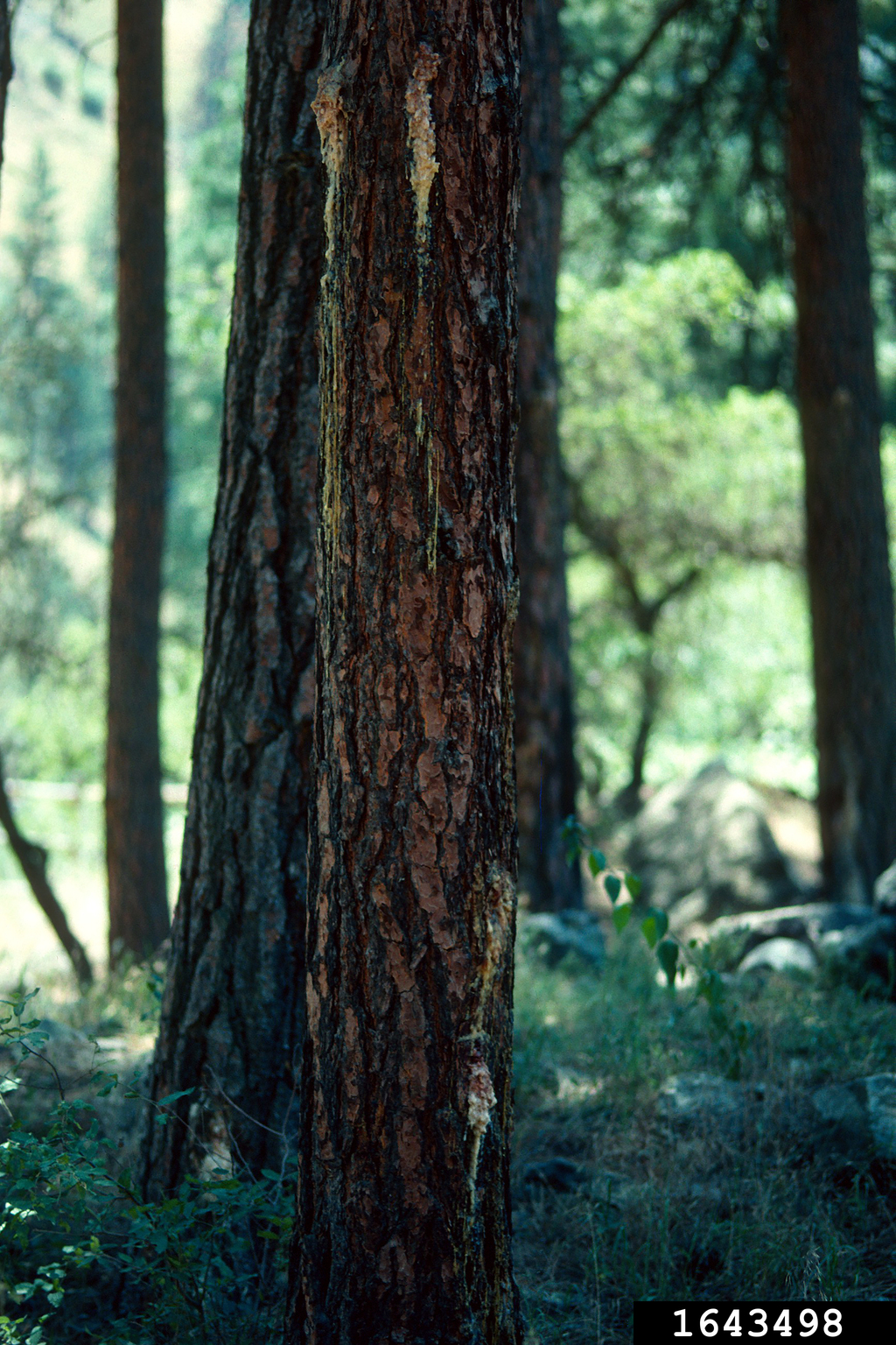 sequoia pitch moth (Synanthedon sequoiae (Henry Edwards))