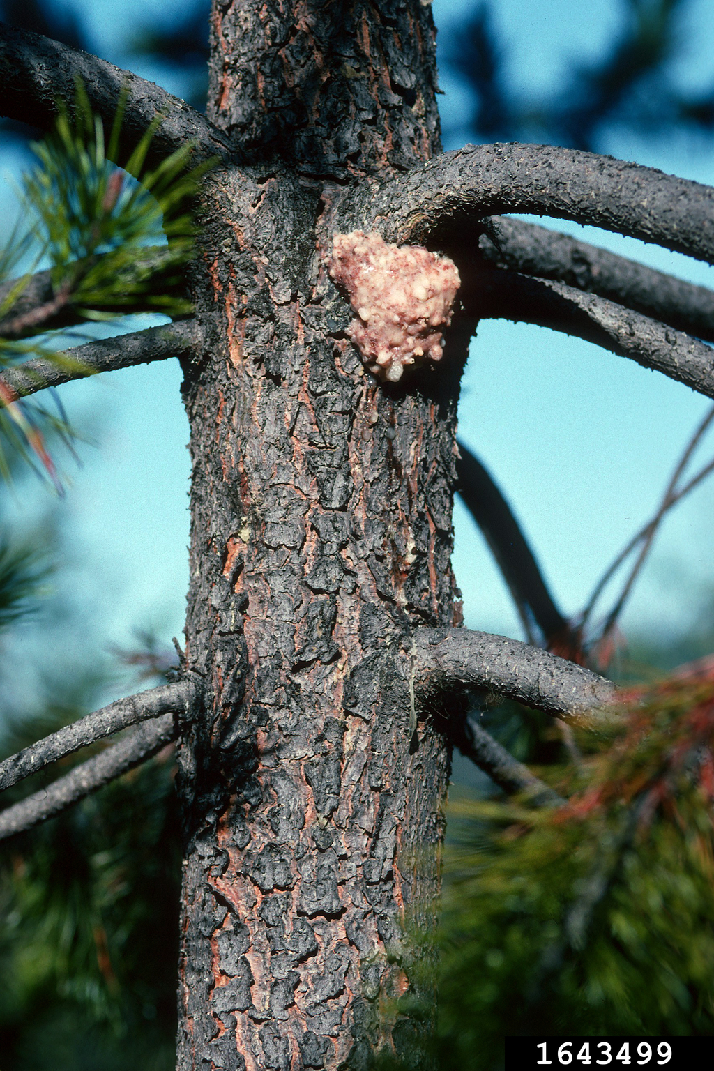 sequoia pitch moth (Synanthedon sequoiae)