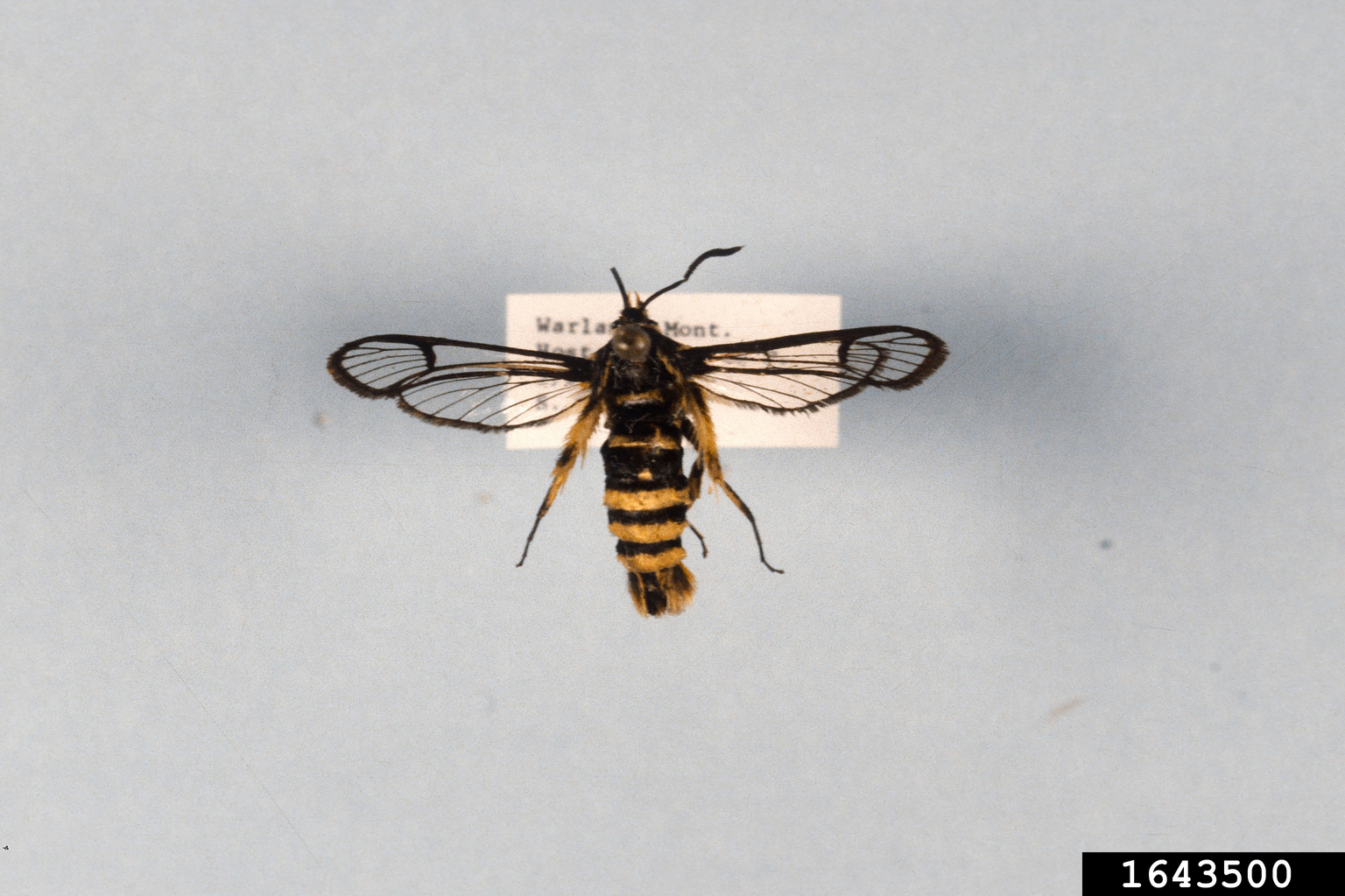 sequoia pitch moth (Synanthedon sequoiae (Henry Edwards))