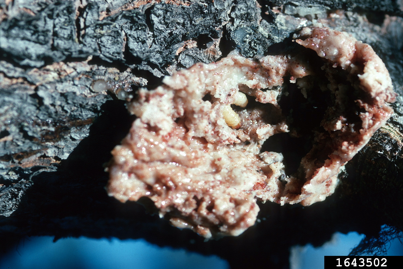 sequoia pitch moth (Synanthedon sequoiae)