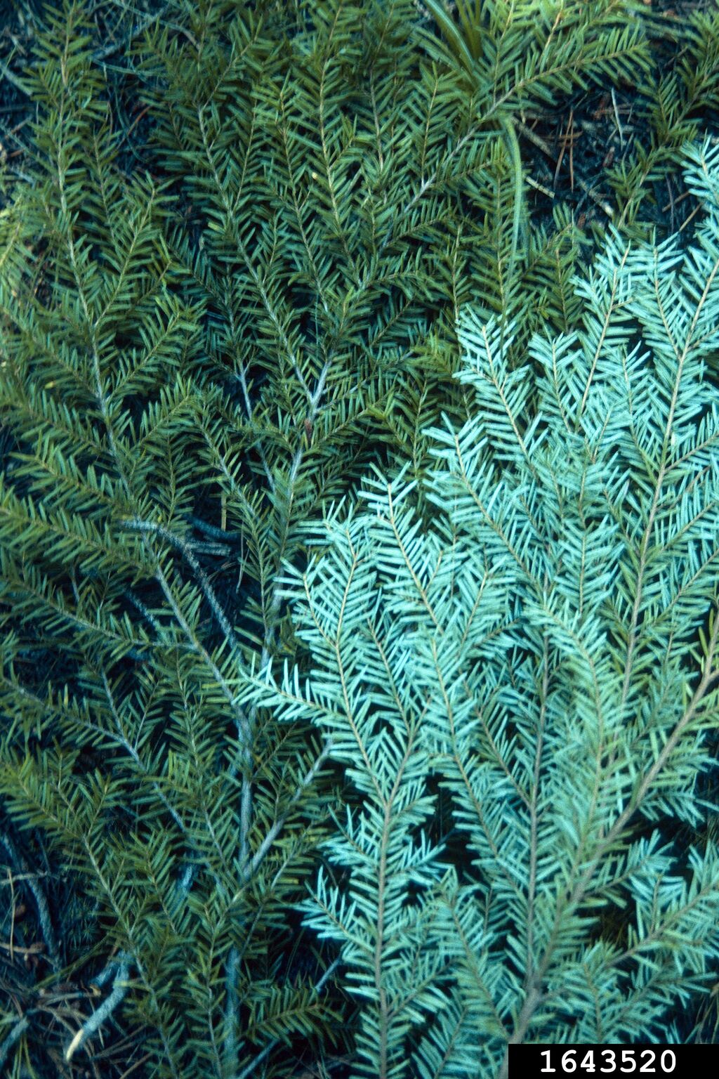 western hemlock (Tsuga heterophylla)