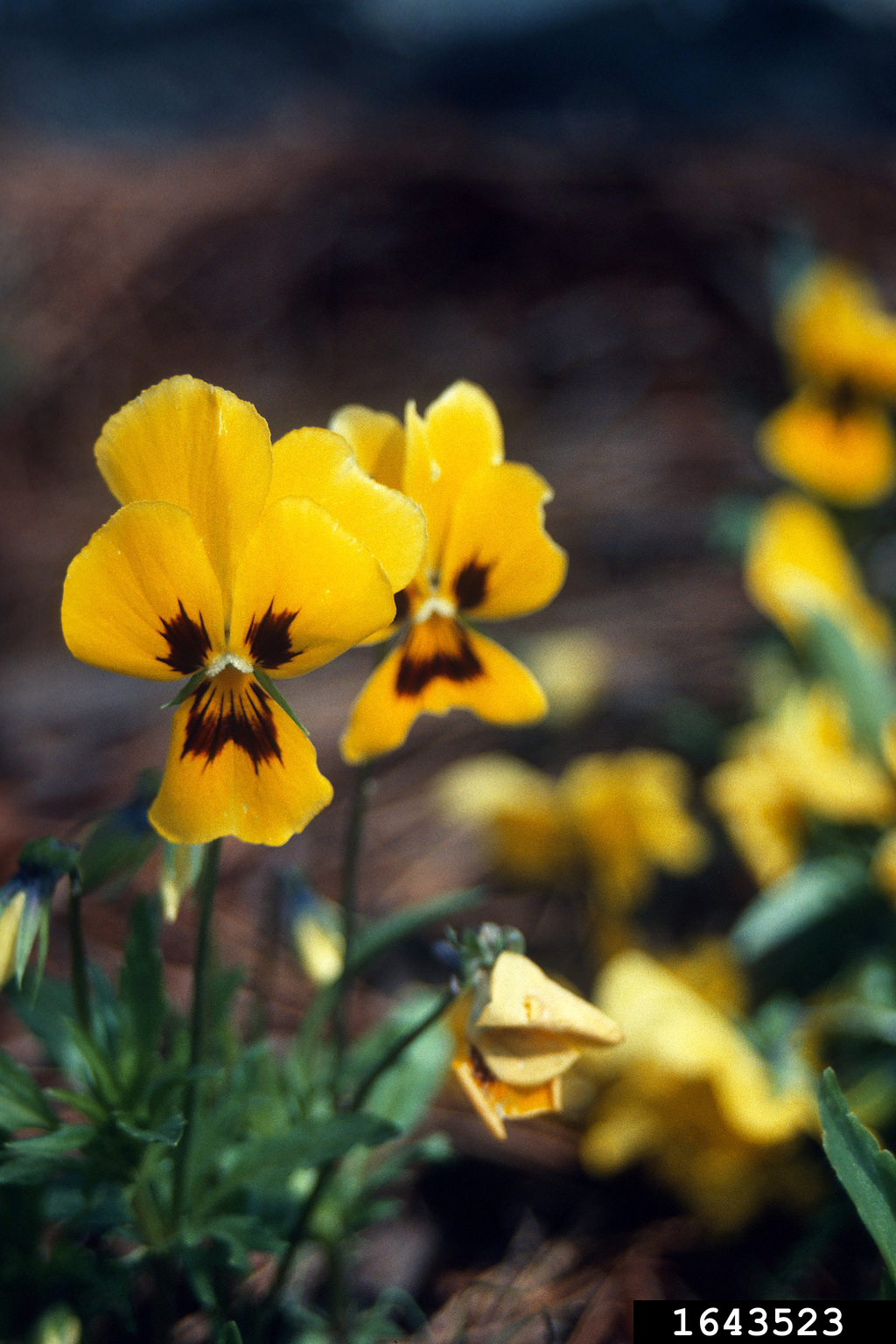 violet (Genus Viola L.)