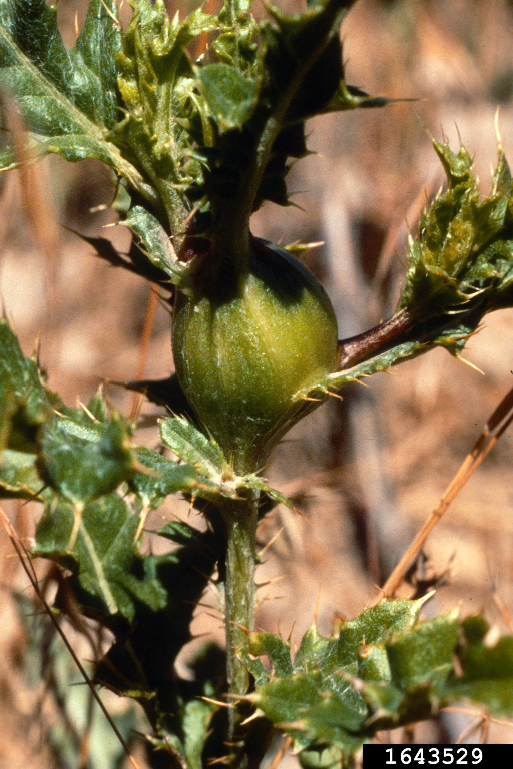 Canada thistle stem-gall fly (Urophora cardui)