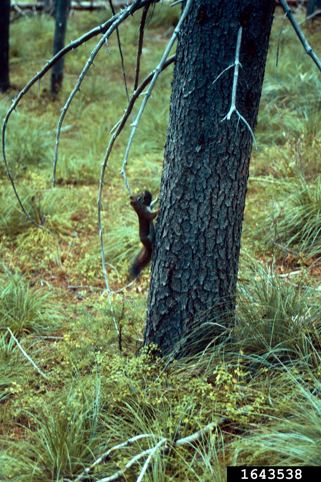 squirrels and relatives (family Sciuridae), (Rodentia: Sciuridae) - 1643538
