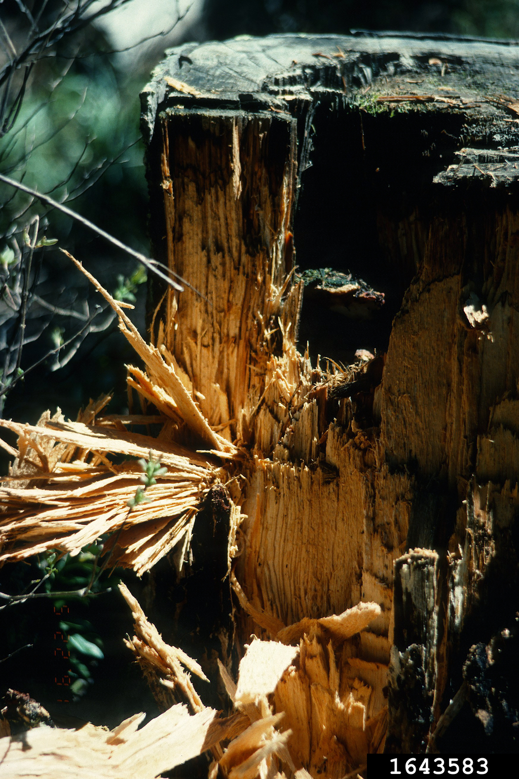 Heterobasidion root rots (Genus Heterobasidion)