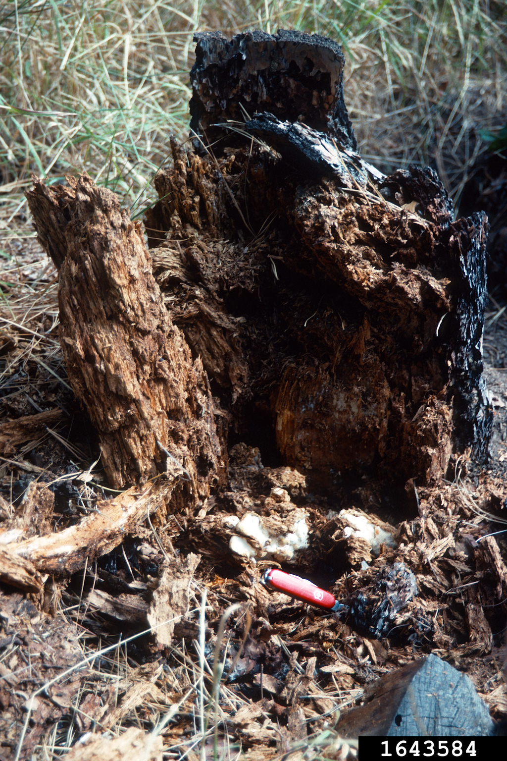 Heterobasidion root rots (Genus Heterobasidion Bref.)