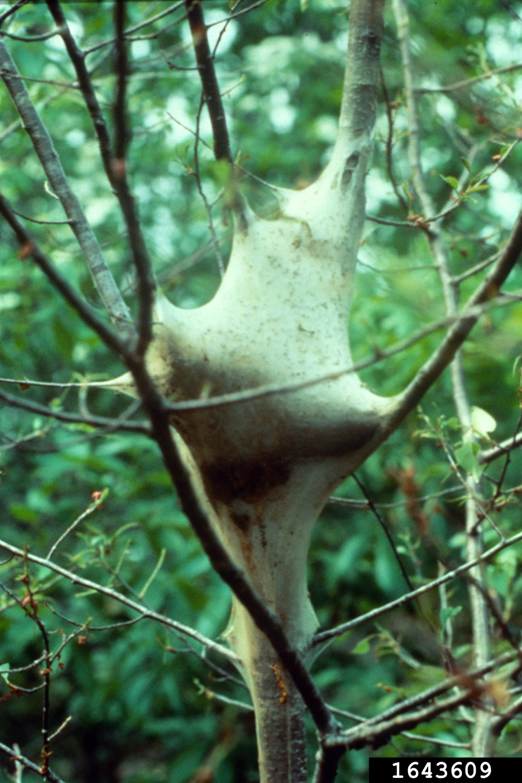 eastern tent caterpillar (Malacosoma americana)